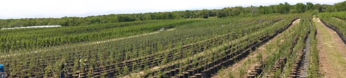 Our Process - Athens Tree Farm