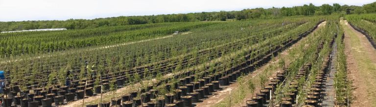 Athens Tree Farm | Trees For Sale in North East Texas