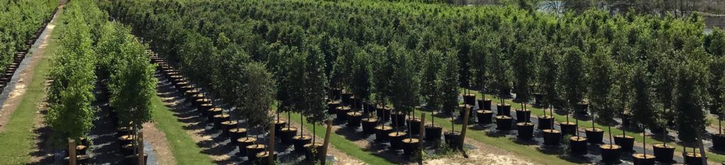 Athens Tree Farm | Tree Gallery